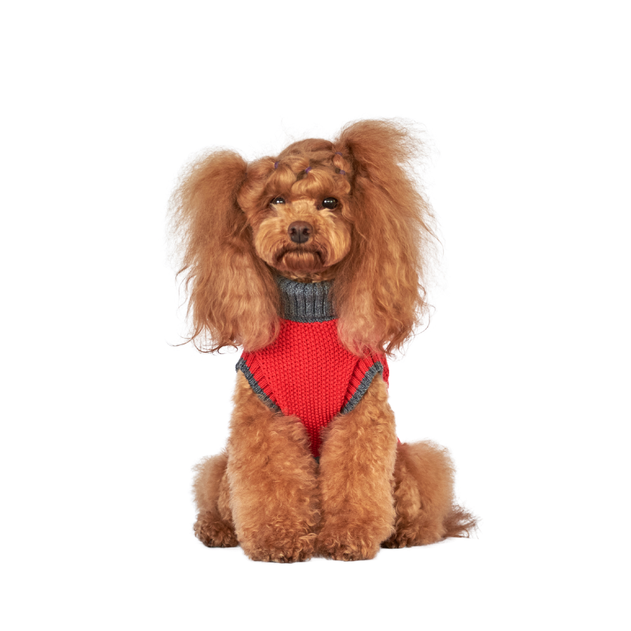 Ripley - CHOMPA PERRO KIKUPET COLOR ROJO